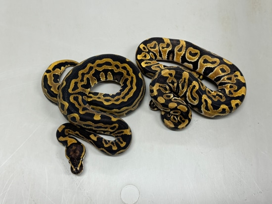 Leopard Double Het Monsoon Clown Ball Python by Brock Wagner Reptiles