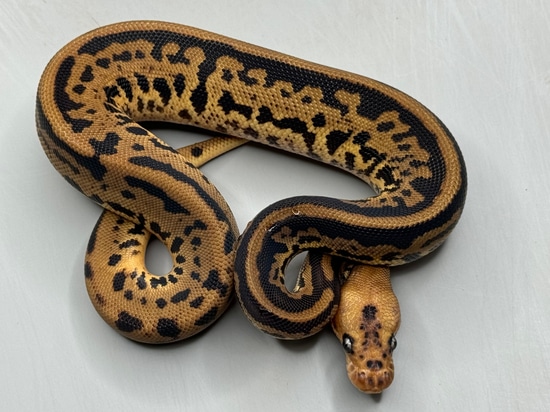 Leopard Yellowbelly Redhead Pinstripe Clown Ball Python by Brock Wagner ...