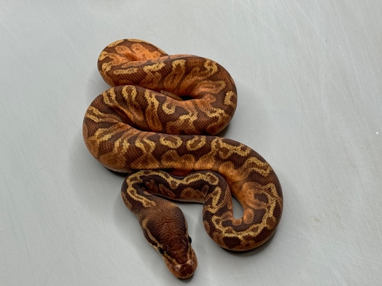 Orange Dream Vanilla Sunset Het Hypo Ball Python by Brock Wagner Reptiles