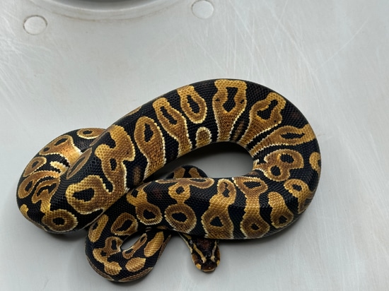 Het Monsoon Ball Python by Brock Wagner Reptiles