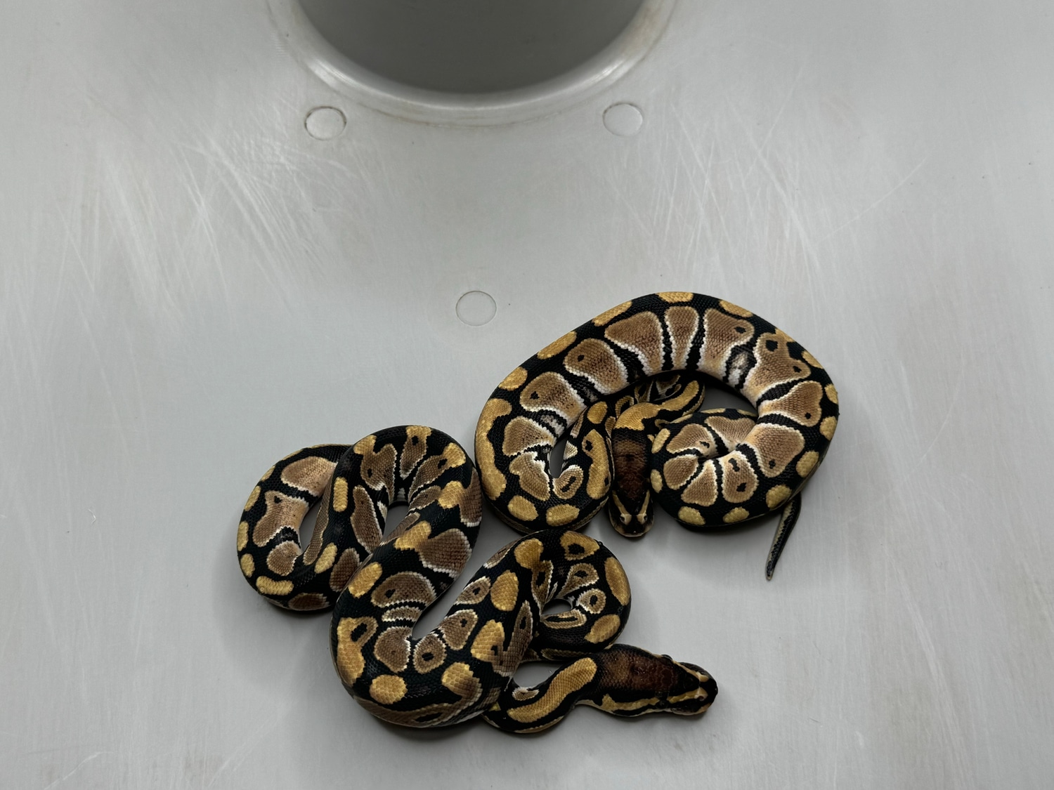 Triple het Desert Ghost Clown VPI Axanthic