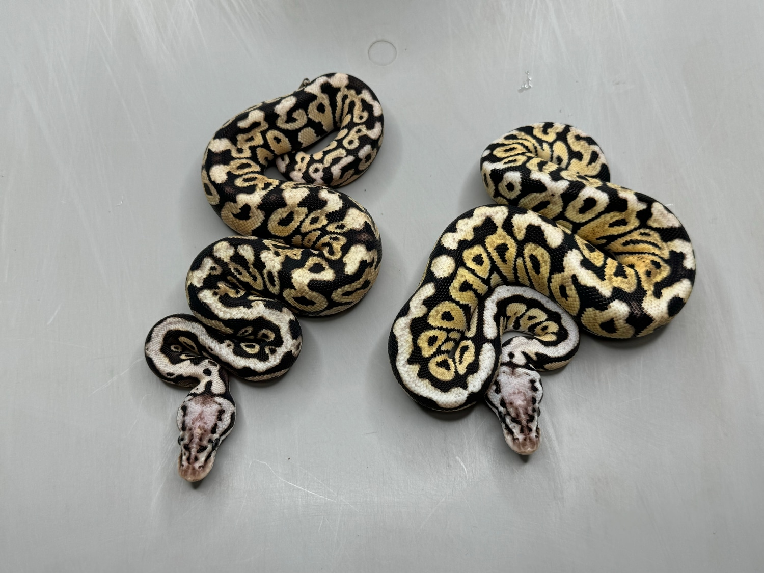 Pastel Spotnose Triple het VPI Axanthic Desert Ghost Clown