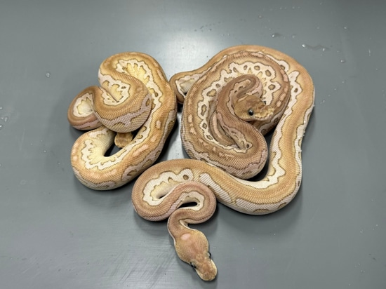 Butter Cinnamon Clown 66% Het Puzzle Ball Python by Brock Wagner Reptiles