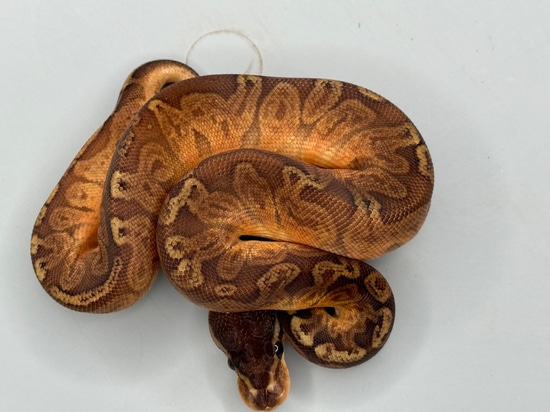 Yellowbelly Sunset Ball Python by Brock Wagner Reptiles