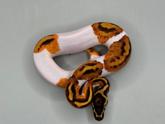 Enchi Orange Dream Fire Pied Het Sunset Ball Python by Brock Wagner ...