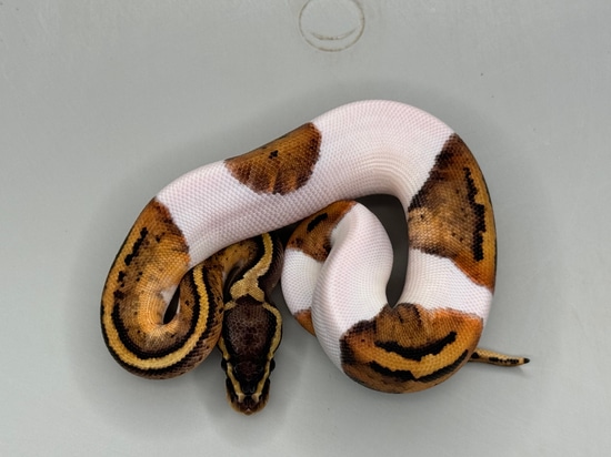 Pied Yellowbelly Het Sunset Ball Python by Brock Wagner Reptiles