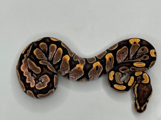 Calico Het Sunset Ball Python by Brock Wagner Reptiles