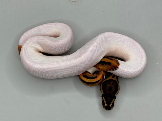Pied Het Sunset Ball Python by Brock Wagner Reptiles