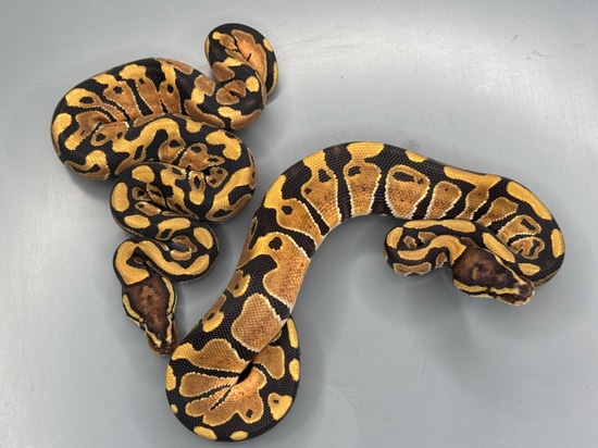 66% Het Sunset Puzzle Ball Python by Brock Wagner Reptiles