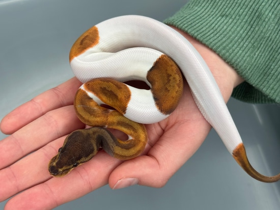 Sunset Pied Ball Python by Brock Wagner Reptiles