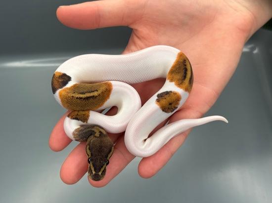 Mahogany Pied Ball Python by Brock Wagner Reptiles
