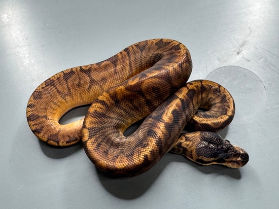 GHI Sunset Ball Python by Brock Wagner Reptiles