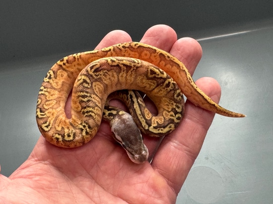 Pastel Yellowbelly/Asphalt Sunset Ball Python by Brock Wagner Reptiles