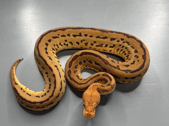Redhead Pinstripe Clown Ball Python by Brock Wagner Reptiles