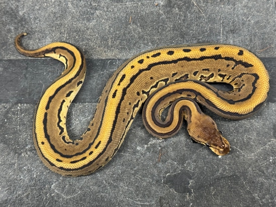 Pinstripe Redhead Het Clown Ball Python by Brock Wagner Reptiles