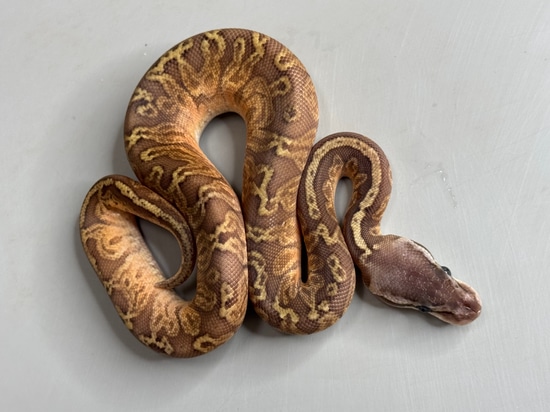 Pastel Sunset Het Hypo Ball Python by Brock Wagner Reptiles