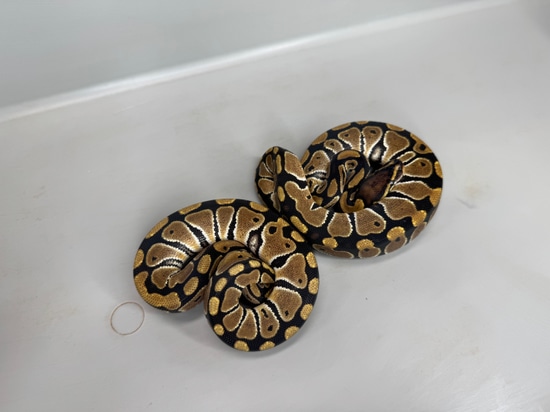 Triple Het Desert Ghost Clown VPI Axanthic Ball Python by Brock Wagner ...