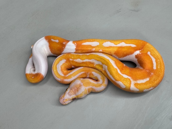 Dreamsicle Ball Python by Brock Wagner Reptiles