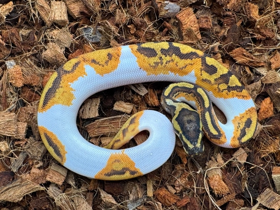 Enchi Yellowbelly Pied Het Sunset Ball Python by Brock Wagner Reptiles