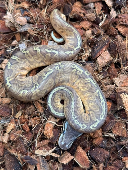 Pastel Sunset Het Hypo Ball Python by Brock Wagner Reptiles