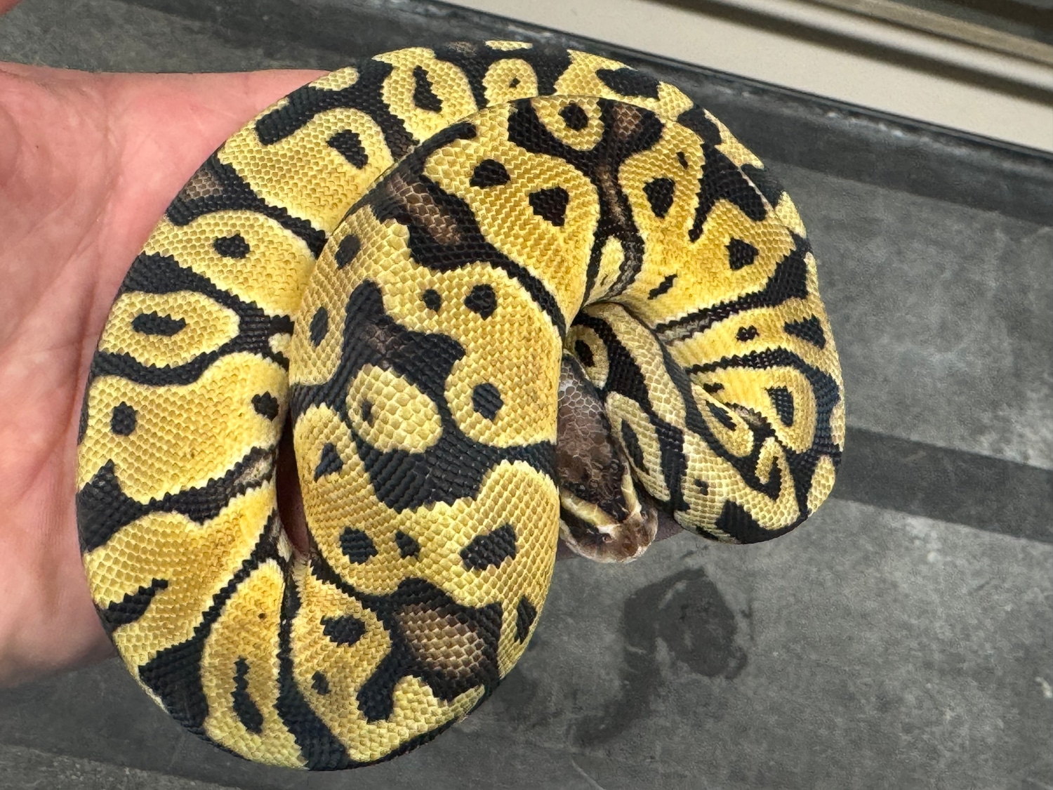 Pastel triple het VPI Axanthic Desert Ghost Clown