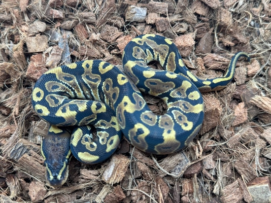 Double Het Monsoon Candy Ball Python by Brock Wagner Reptiles