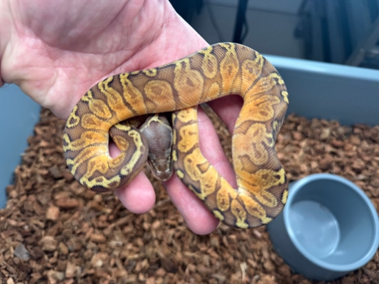 Pastel Yellowbelly Sunset Ball Python by Brock Wagner Reptiles