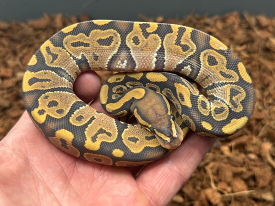 Hypo Double Het Sunset Puzzle Ball Python by Brock Wagner Reptiles