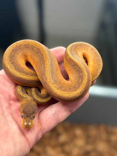 Bongo Pinstripe Sunset Ball Python by Brock Wagner Reptiles