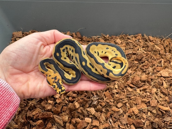 Lace Batman Ball Python by Brock Wagner Reptiles