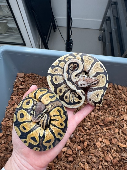 Spotnose Triple Het Desert Ghost Clown VPI Axanthic Ball Python by ...