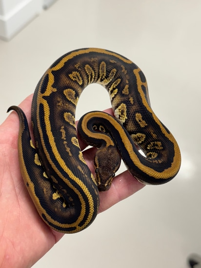 Leopard Stranger Yellowbelly Het Clown Ball Python by Brock Wagner Reptiles