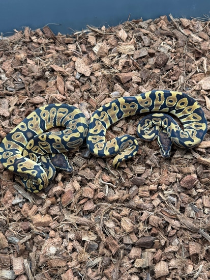 Double Het Monsoon Candy Ball Python by Brock Wagner Reptiles