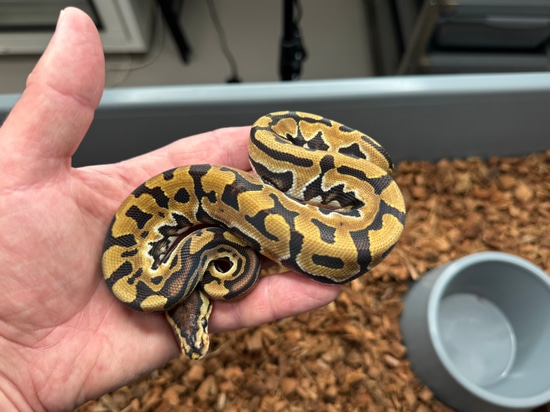 Puzzle Het Sunset Ball Python by Brock Wagner Reptiles