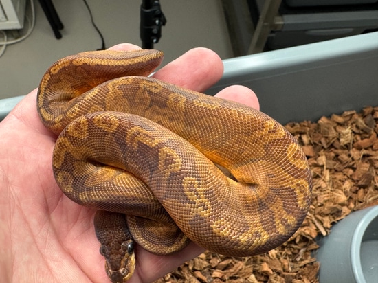 Sunset Het Hypo Ball Python by Brock Wagner Reptiles