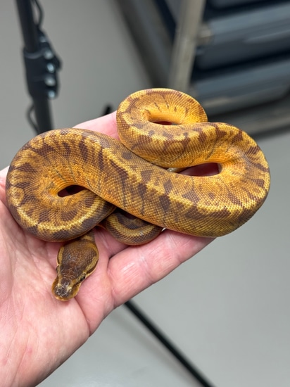 GHI Enchi Sunset Ball Python by Brock Wagner Reptiles