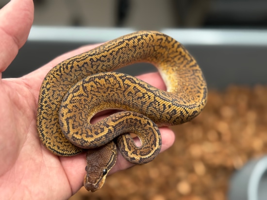 Monsoon Ball Python by Brock Wagner Reptiles