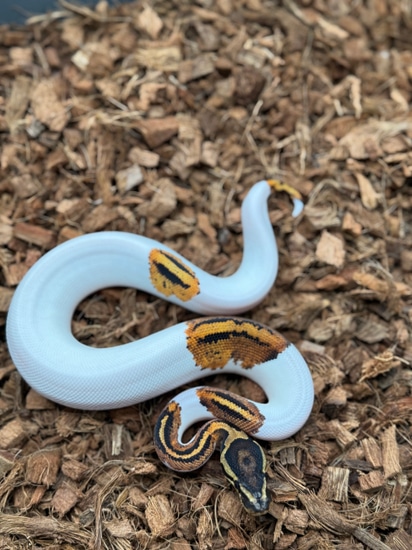 Yellowbelly Pied Het Sunset Ball Python by Brock Wagner Reptiles