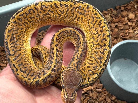 Special Monsoon Ball Python by Brock Wagner Reptiles