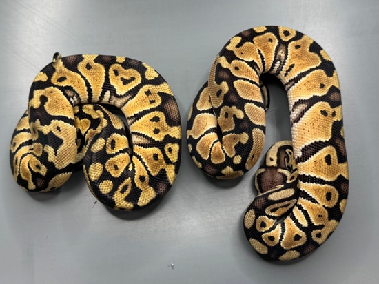 Pair Of Pastel Triple Het VPI Axanthic Desert Ghost Clown Ball Python ...