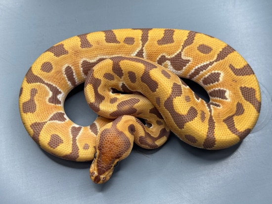 Puzzle Ultramel Ball Python by Brock Wagner Reptiles
