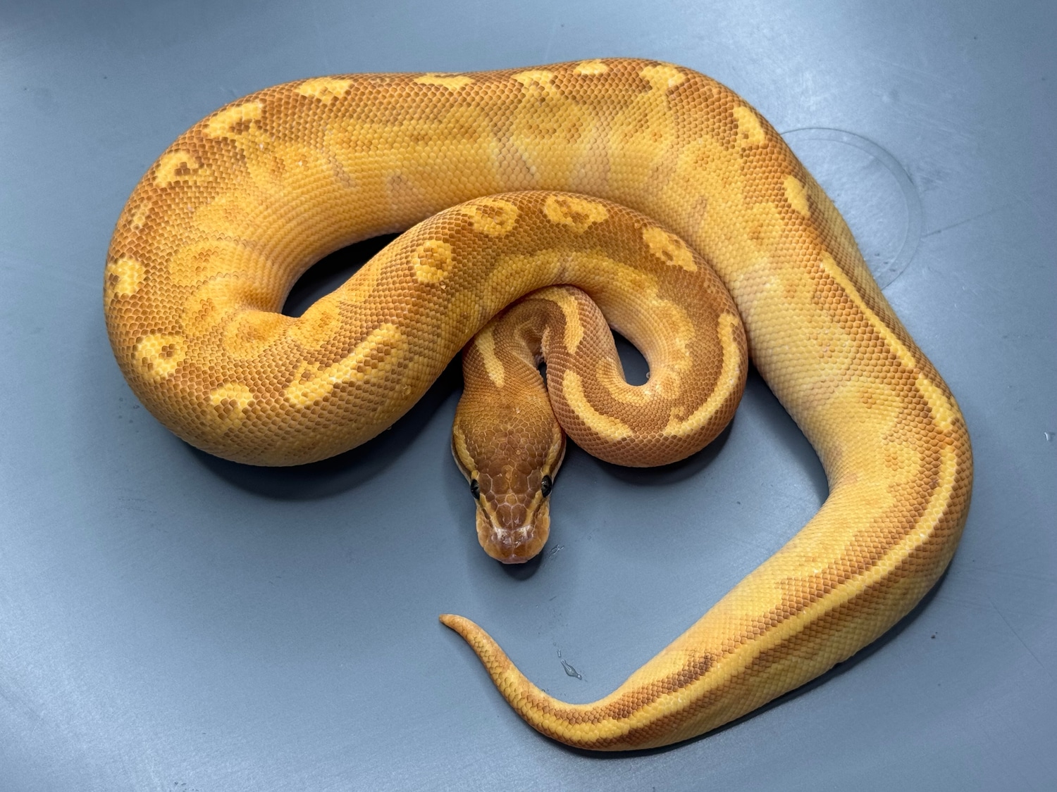 Enchi Fire Sunset Bongo double het Hypo Ultramel