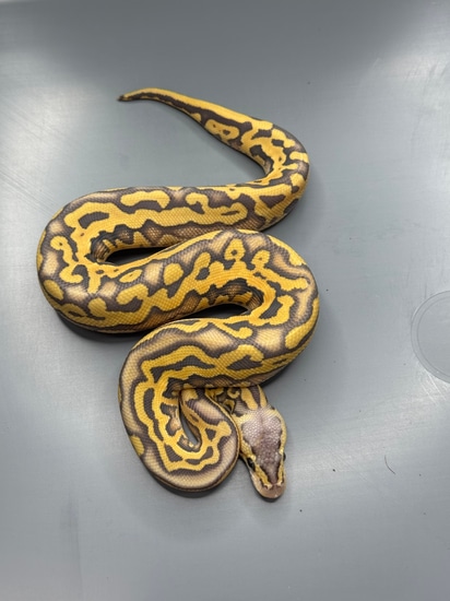 Pastel Leopard Hypo Puzzle Het Sunset Ball Python by Brock Wagner Reptiles