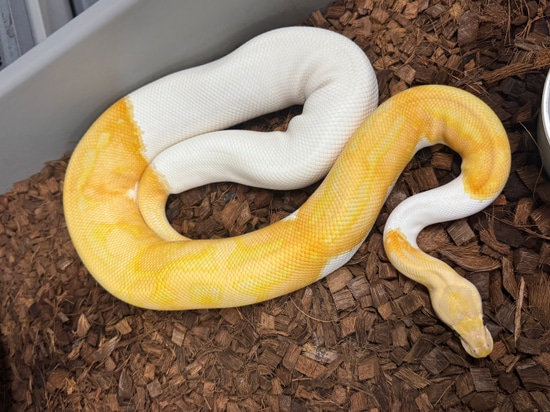 Dreamsicle Ball Python by Brock Wagner Reptiles