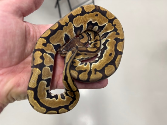 Puzzle Het Lavender Ball Python by Brock Wagner Reptiles