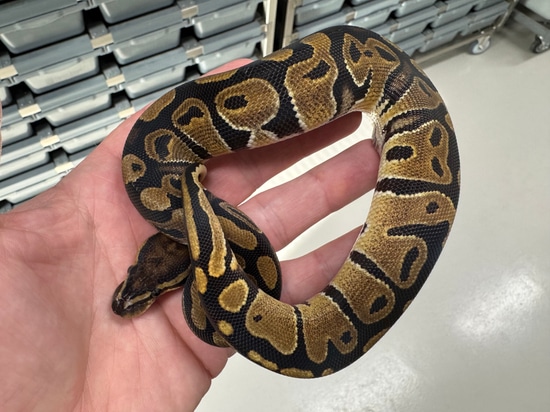 Triple Het Desert Ghost Sunset Clown Ball Python by Brock Wagner Reptiles