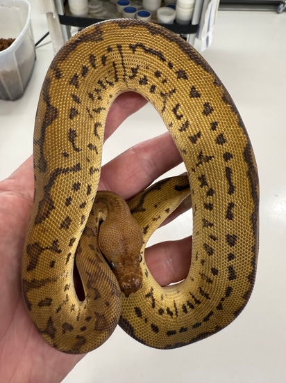 Pinstripe Redhead Clown Ball Python by Brock Wagner Reptiles