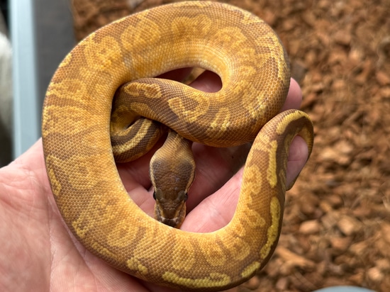 Fire Leopard Sunset Ball Python by Brock Wagner Reptiles