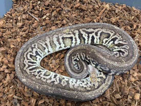 Pewter Spotnose Leopard Het Clown Ball Python by Brock Wagner Reptiles