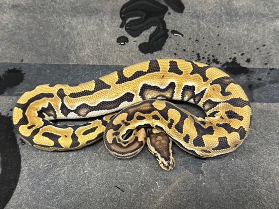 Puzzle Ball Python by Brock Wagner Reptiles